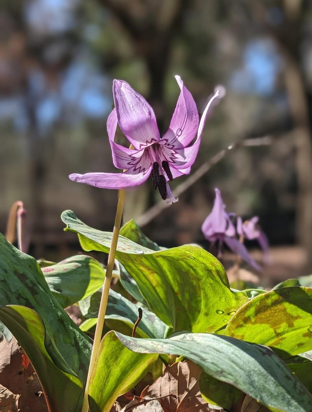 中岳・三毳山（青竜ヶ岳） / hi-loさんの三毳山の活動データ | YAMAP / ヤマップ