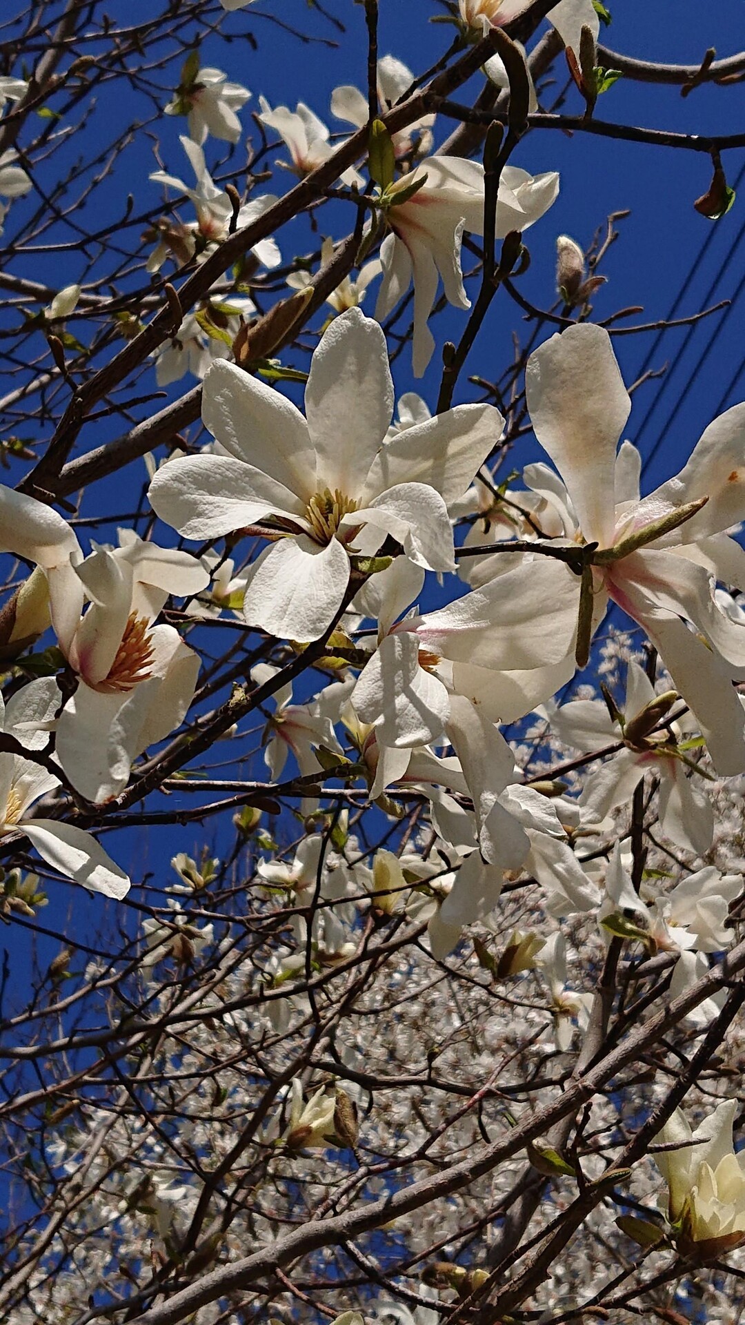 満開のコブシ💠宝篋山 / hiromiさんの宝篋山・富岡山の活動データ | YAMAP / ヤマップ