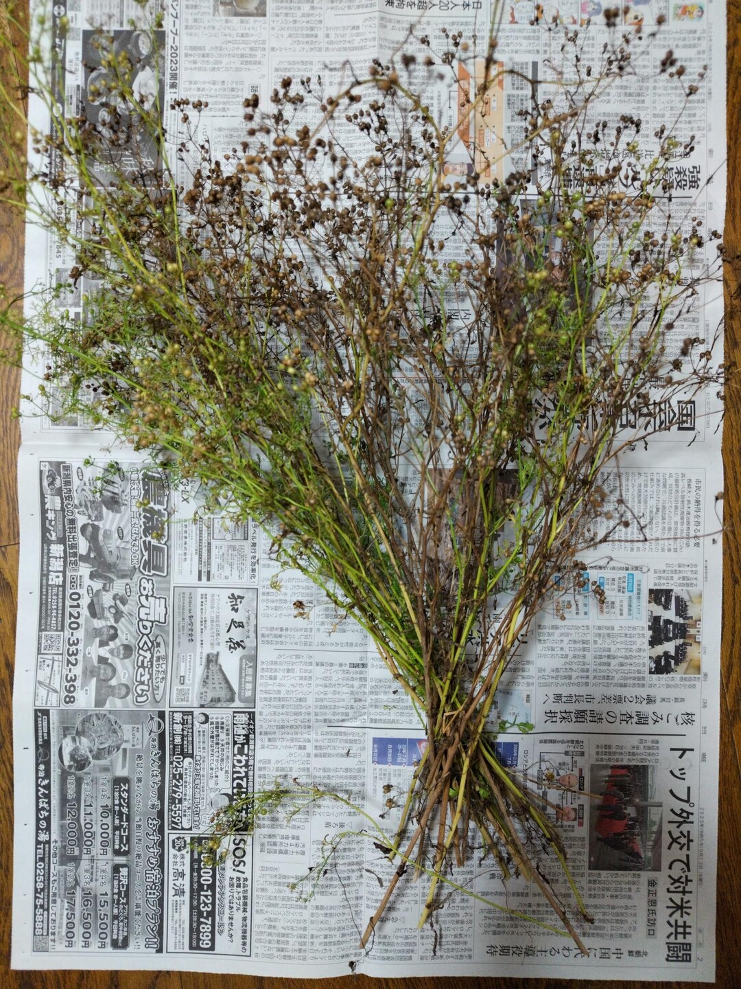 コリアンダーの収穫。 夏の間食卓を楽しま... / ニャン002さんのモーメント | YAMAP / ヤマップ