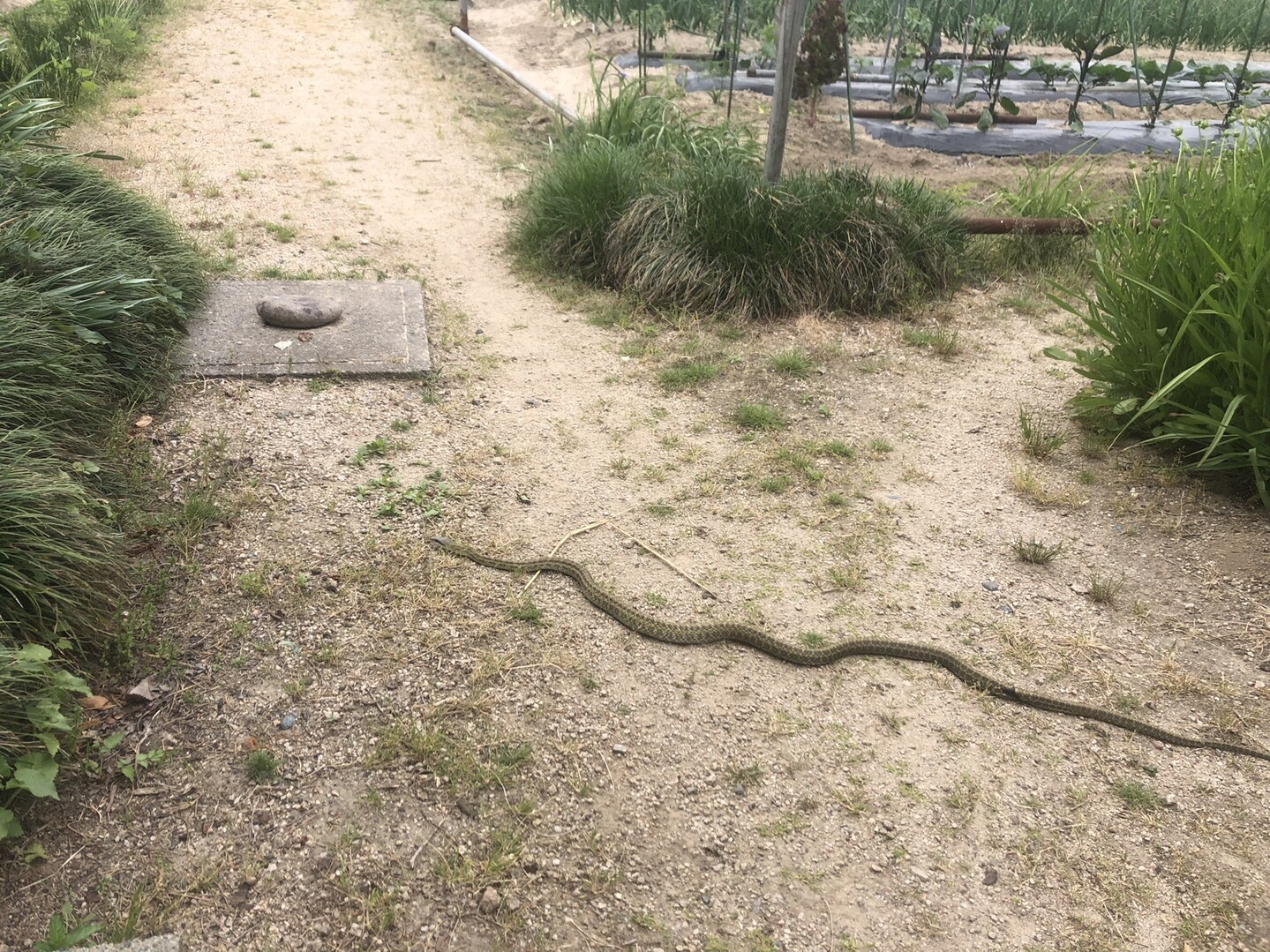 Nalu家の守り神です🐍 守り神であり... / Naluさんのモーメント | YAMAP / ヤマップ