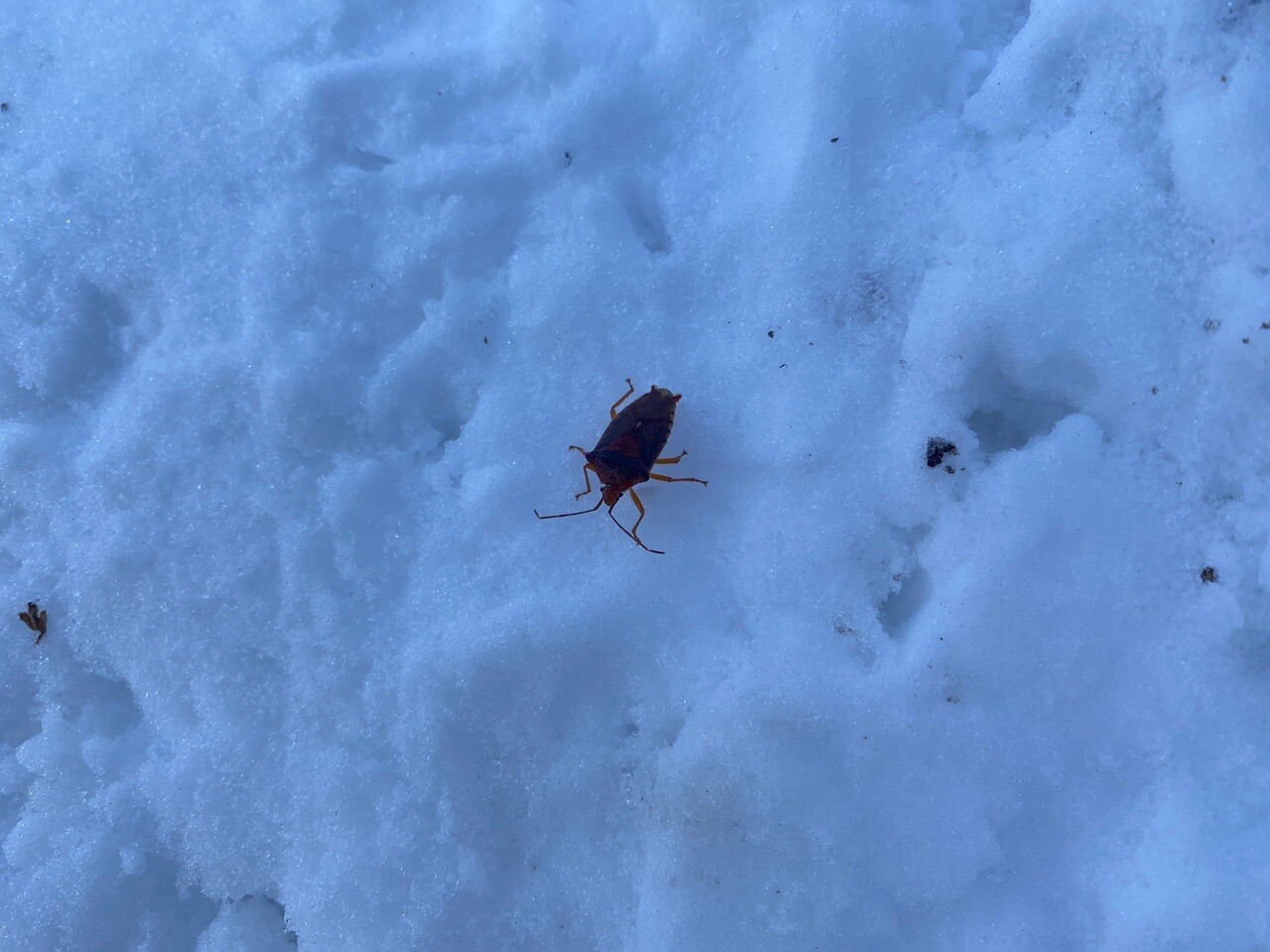 笹倉山(大森) / kung-fuさんの七ツ森の活動データ | YAMAP / ヤマップ