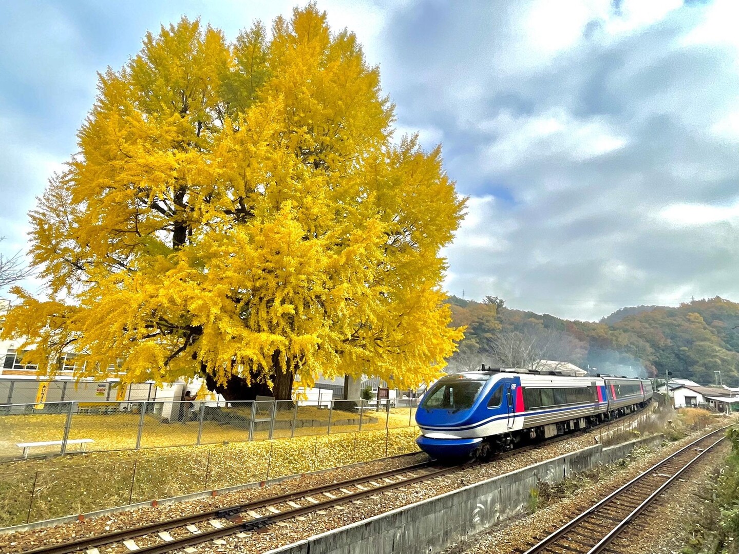 佐用郡探訪。大銀杏から雲海へ / kazeさんのモーメント | YAMAP / ヤマップ