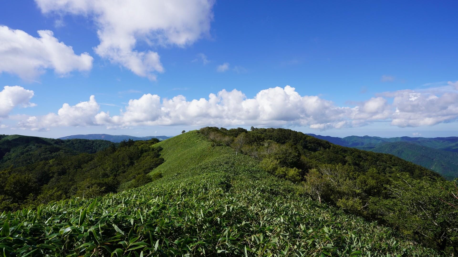 大川嶺・笠取山・貝渚山2023.8.20 / ENAJIさんの笠取山・大川嶺・ウバホド山の活動データ | YAMAP / ヤマップ