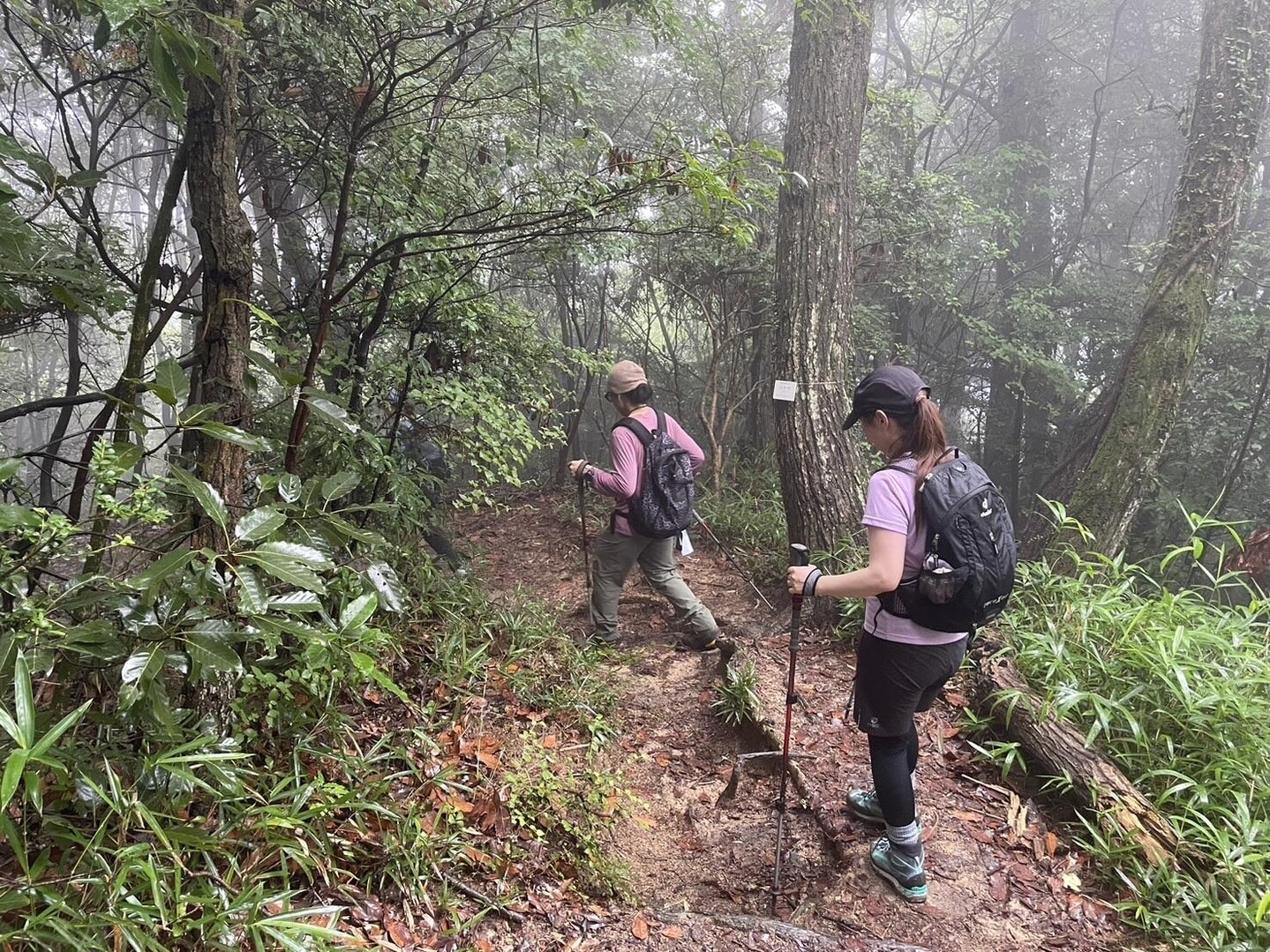 極楽寺山-2024-07-15 / shihoさんの極楽寺山の活動データ | YAMAP / ヤマップ