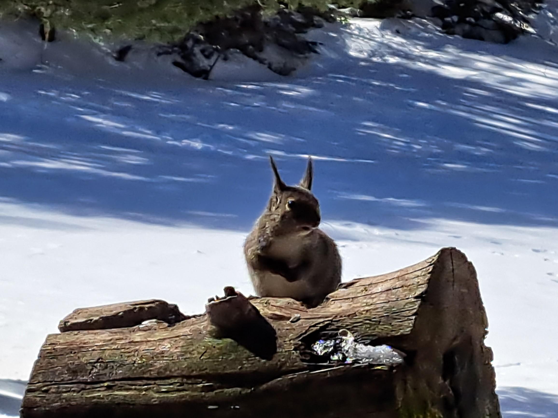 🐿️に会いたいが為にしらびそ小屋へ / take2さんの八ヶ岳（赤岳・硫黄岳・天狗岳）の活動データ | YAMAP / ヤマップ