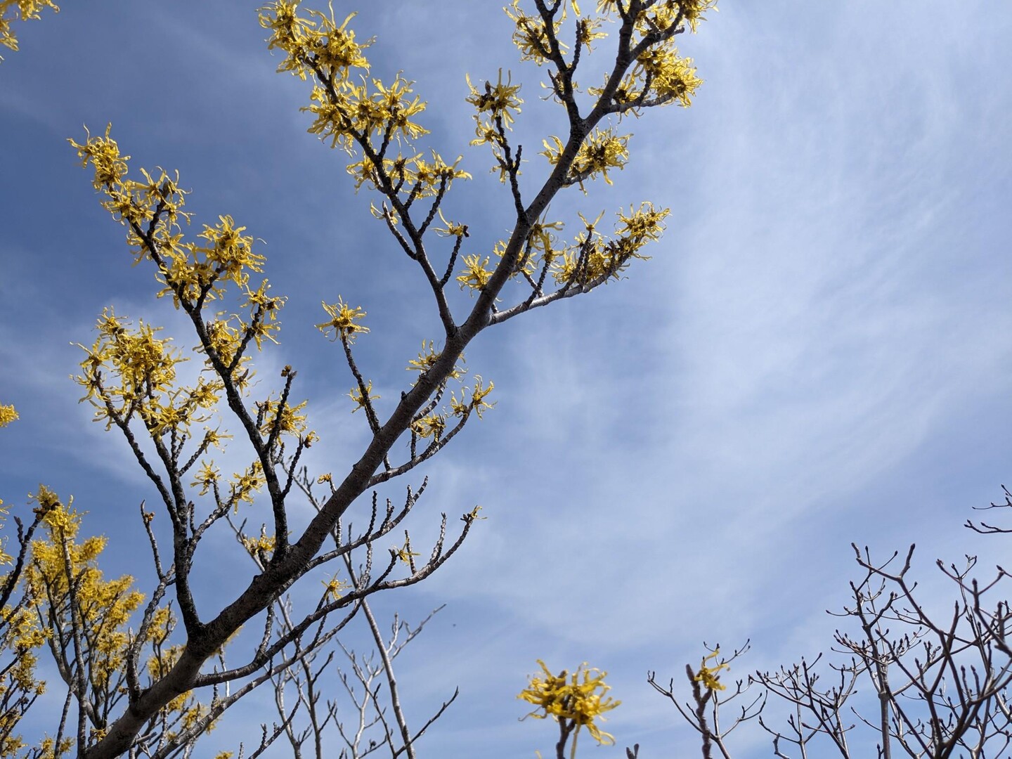 マンサクを求めて💛鳴子山・稲星山・白口岳・立中山 / hitomiさんの九重山（久住山）・大船山・星生山の活動データ | YAMAP / ヤマップ