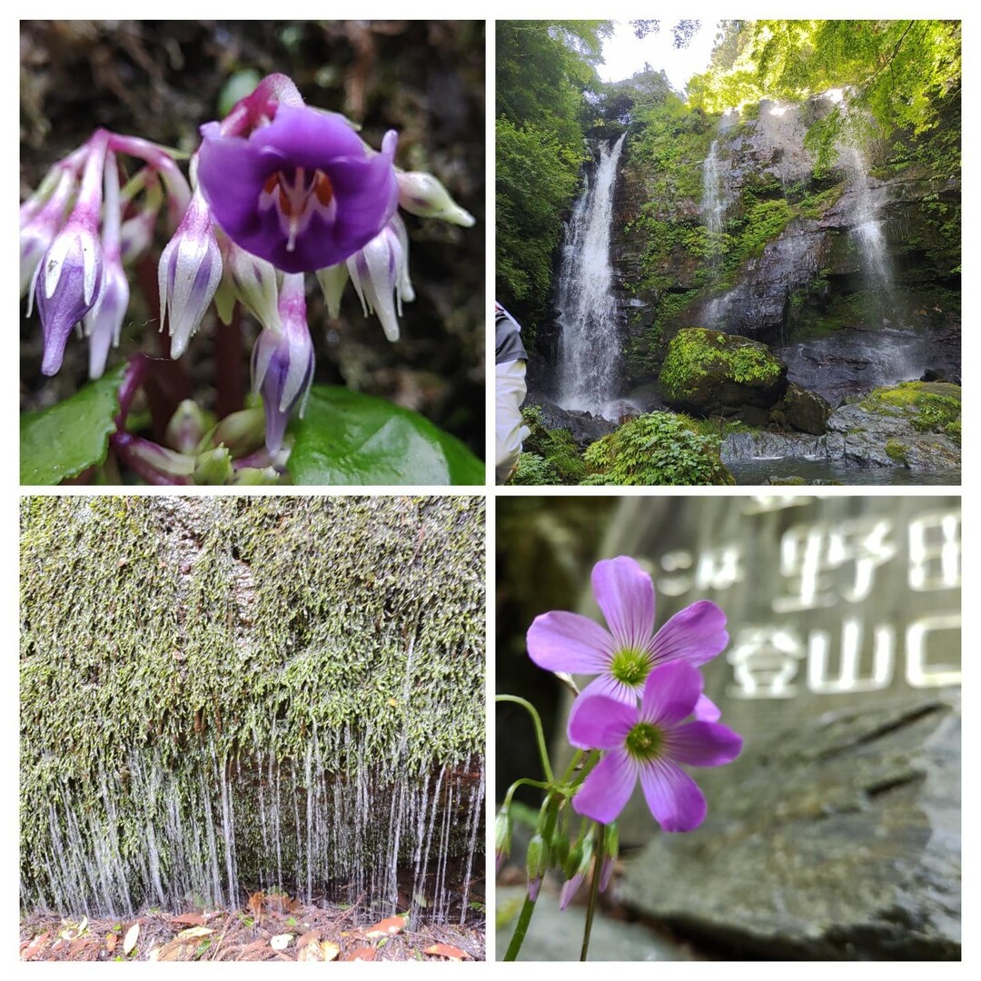 20230716赤星山 / SanuKingさんの赤星山・豊受山の活動データ | YAMAP / ヤマップ