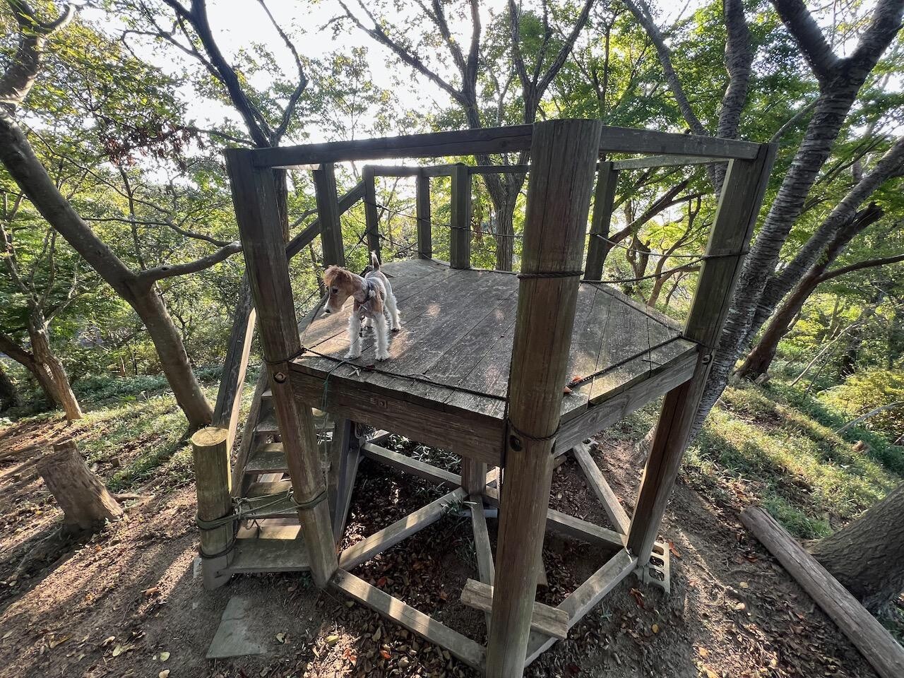世継山 神戸市 / masa omoさんの六甲山・長峰山・摩耶山の活動データ | YAMAP / ヤマップ