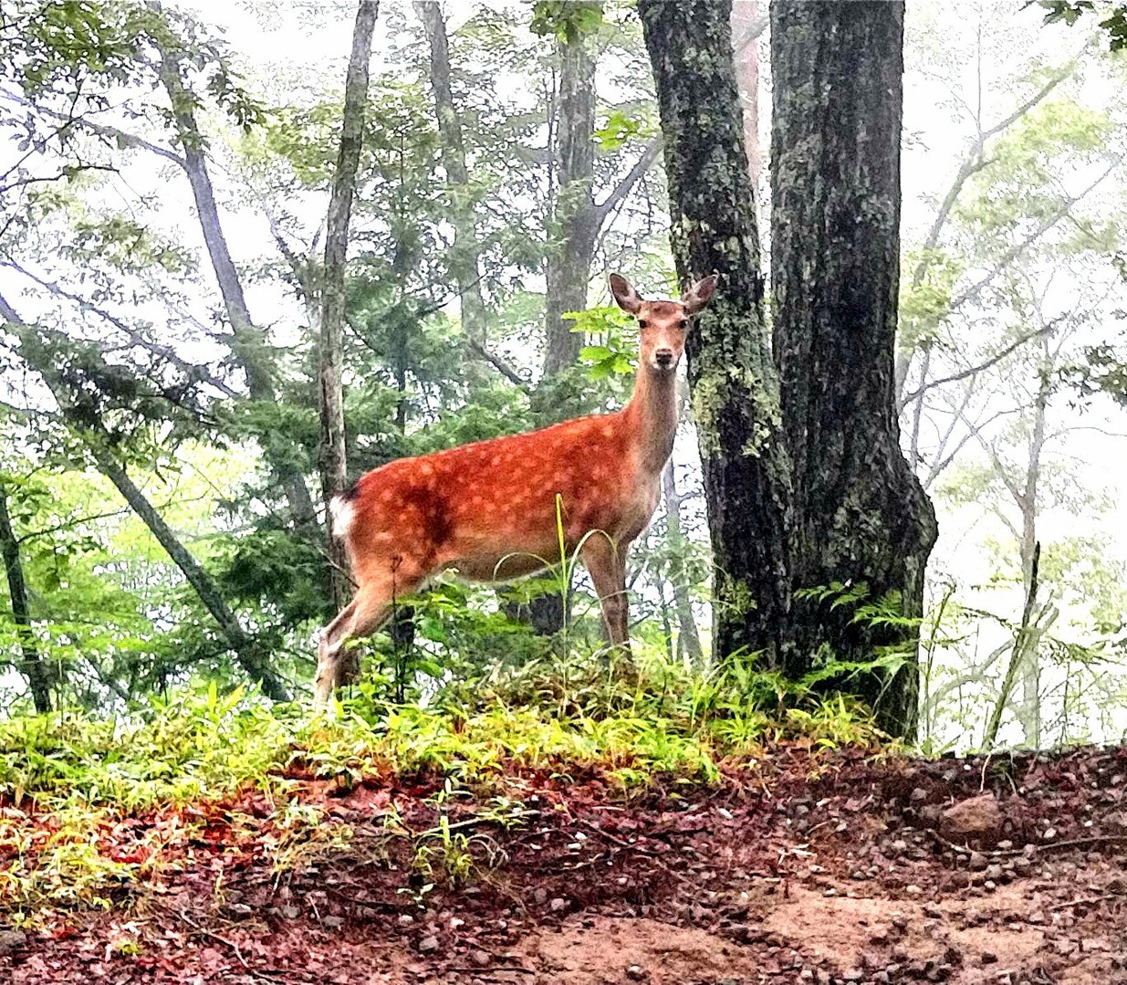 八ヶ岳⭐ / ますみんさんの八ヶ岳（赤岳・硫黄岳・天狗岳）の活動データ | YAMAP / ヤマップ