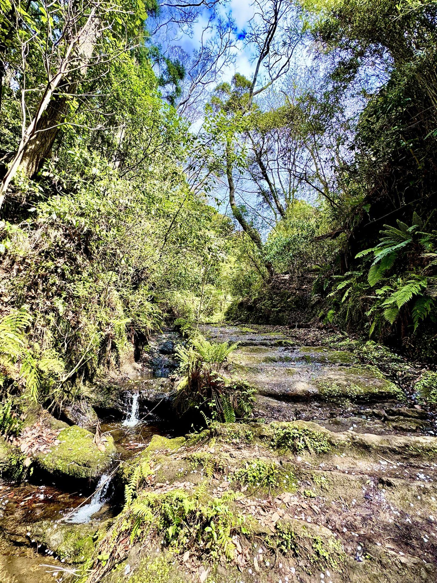 【獅子舞の谷】 鎌倉で一番美しく大好きな... / Ryuさんのモーメント | YAMAP / ヤマップ