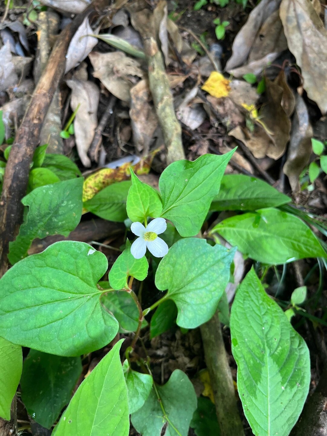 福智山 / h88☺︎さんの福智山・尺岳・雲取山の活動データ | YAMAP / ヤマップ