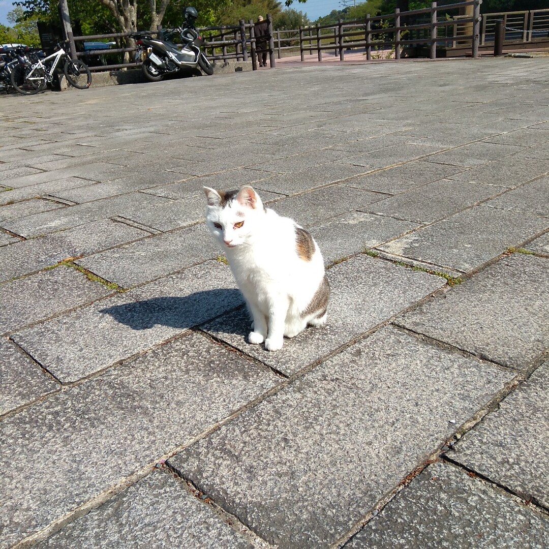 岩屋山・大原山・天拝と猪家族('ω') / sol..さんの四王寺山・大城山・大原山の活動日記 | YAMAP / ヤマップ