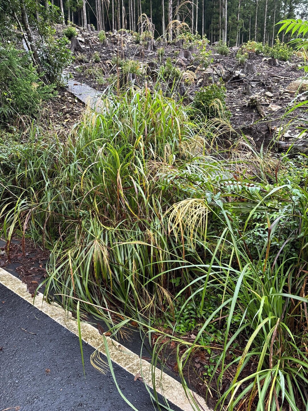 ttさんの投稿したフィールドメモ | YAMAP / ヤマップ