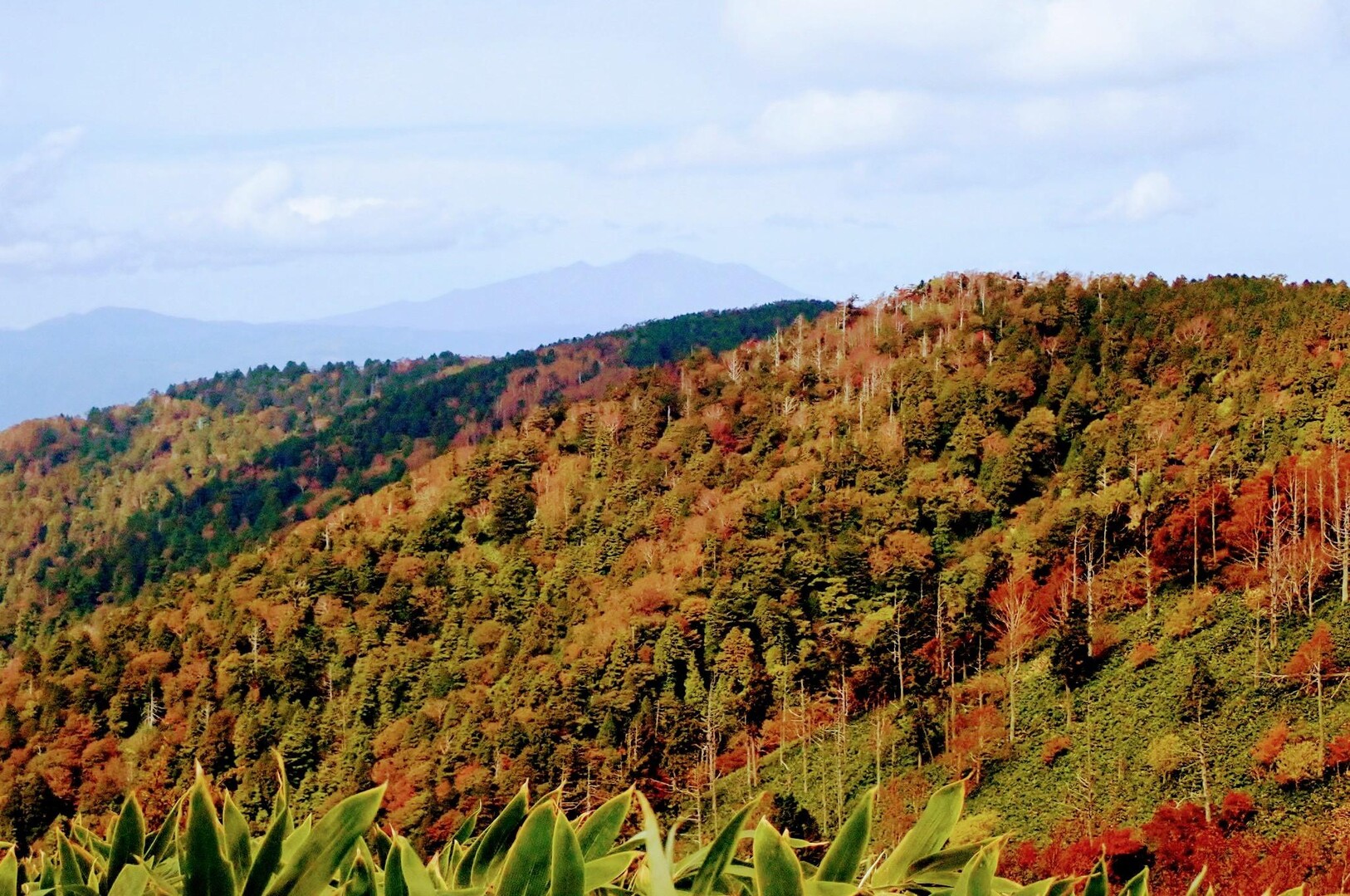 再び百名山図鑑🍁～南沢山・横川山（湯舟沢山） / Cheさんの恵那山・大判山・神坂山の活動データ | YAMAP / ヤマップ
