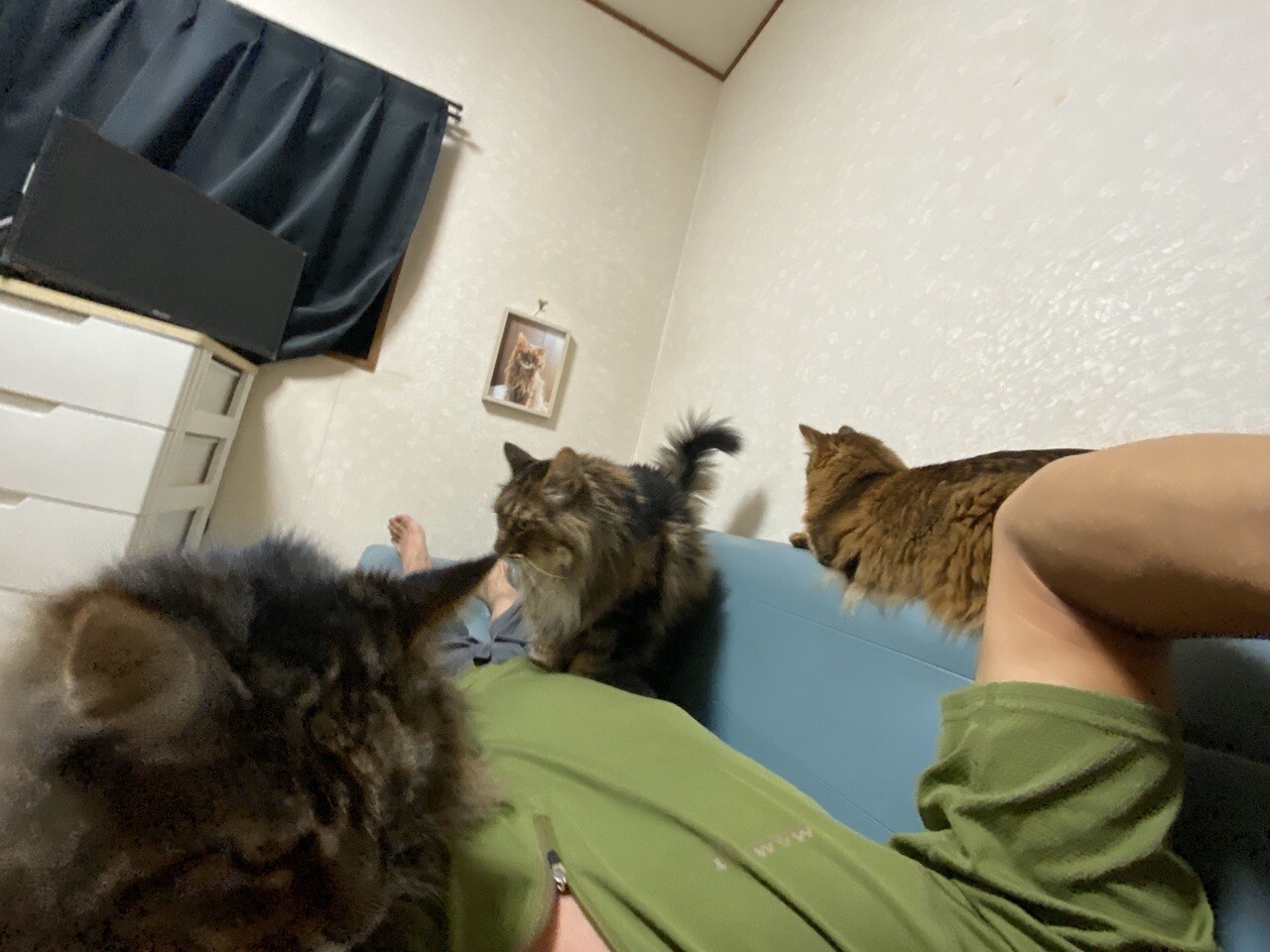 モーメント？ とりあえず猫でも貼っておけ... / T.Haradaさんのモーメント | YAMAP / ヤマップ