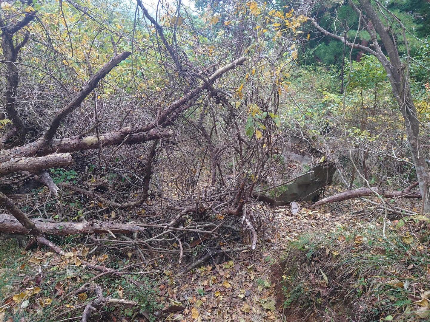 ANCさんの投稿したフィールドメモ | YAMAP / ヤマップ