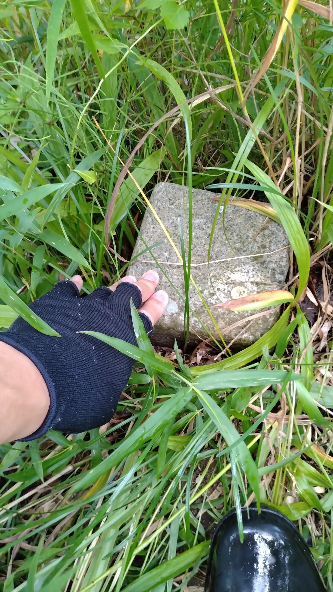 九ツ山(TV中継局)3/3 / type52さんの八溝山・池ノ平の活動データ | YAMAP / ヤマップ