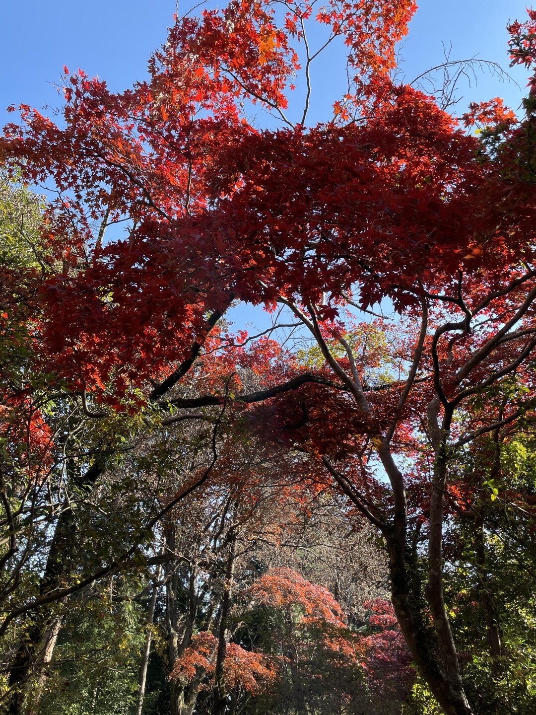 天覧山・多峯主山 ハイキング / arrowさんの天覧山・多峯主山・天覚山の活動データ | YAMAP / ヤマップ