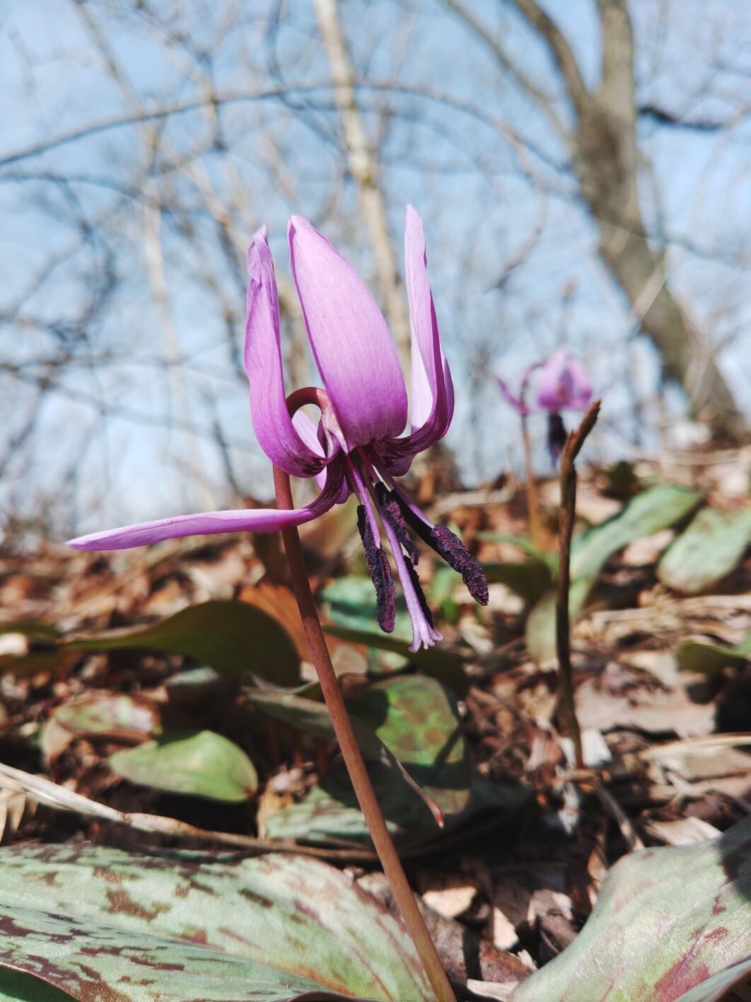 女神山に行く。 / kazu66さんの女神山の活動データ | YAMAP / ヤマップ