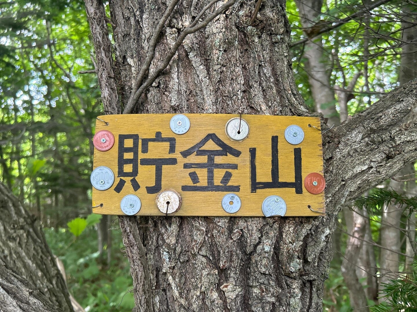 貯金山💴 途中まで林道を歩き、1/3... / HIDEさんのモーメント | YAMAP / ヤマップ