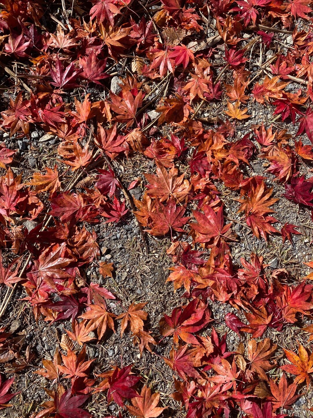 ちょこっと位山 / tamakoyさんの川上岳・位山・船山（飛騨富士）の活動データ | YAMAP / ヤマップ