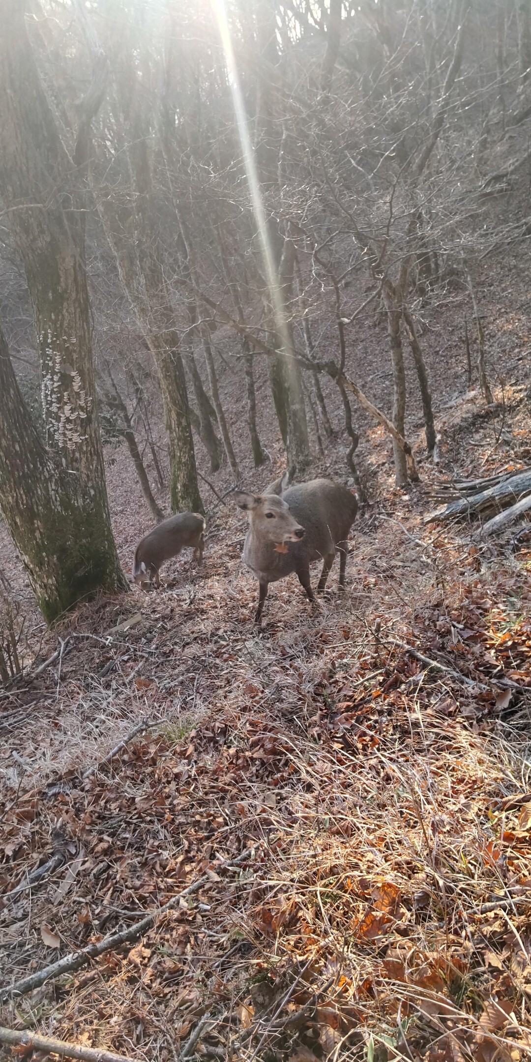 2024/2/3(土)塔ノ岳へ登山中の朝... / JUNさんのモーメント | YAMAP / ヤマップ