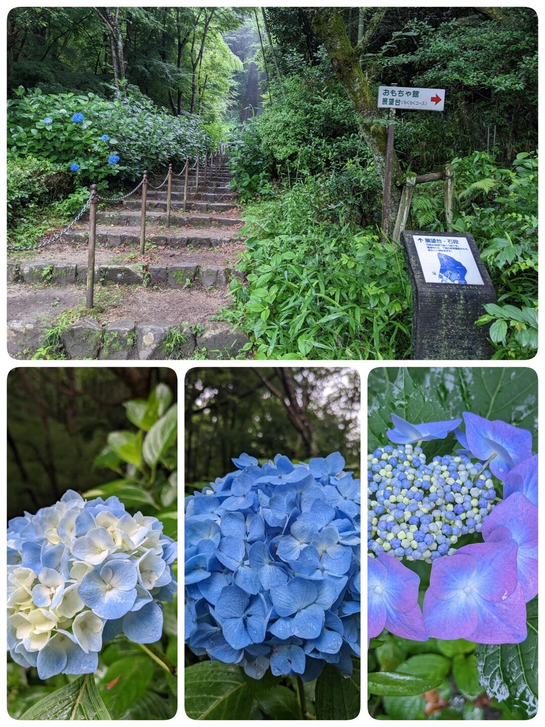 6月15日（木）AM7.00 ※キヌガサ... / 成ちゃんさんのモーメント | YAMAP / ヤマップ