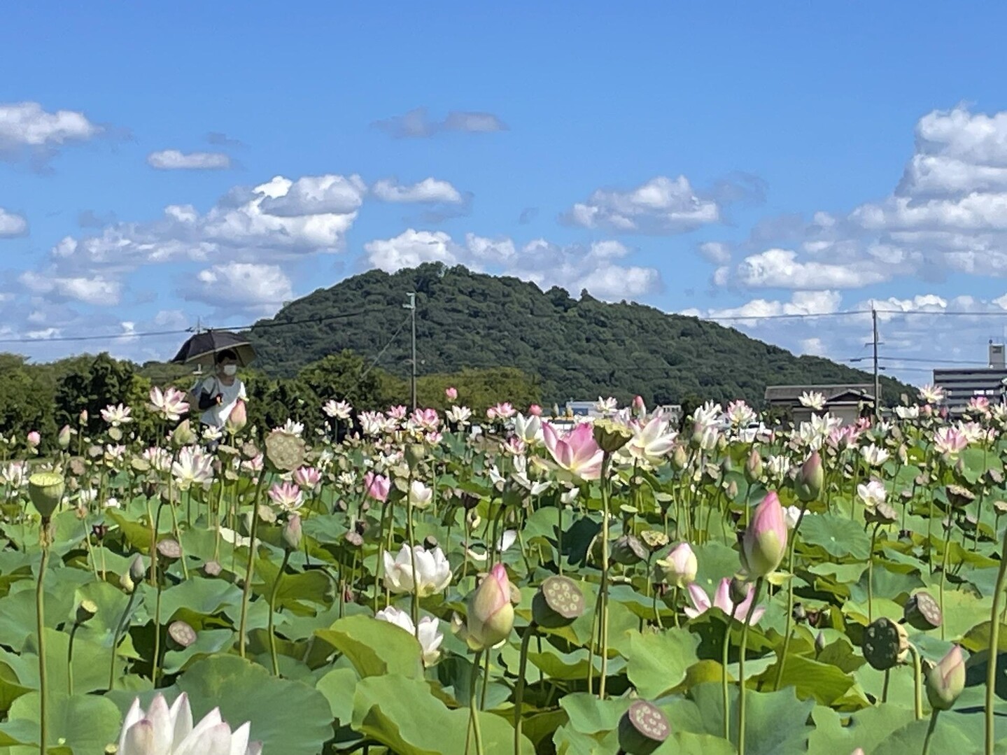 今が見頃なハズ ハスの花見へ / YassYassさんの大和三山（天香久山・畝傍山・耳成山）の活動日記 | YAMAP / ヤマップ
