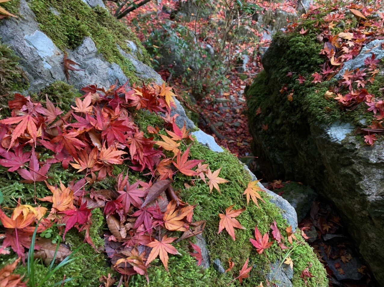長門峡で紅葉狩り🍁 行く秋を楽しみまし... / K-OPENさんのモーメント | YAMAP / ヤマップ