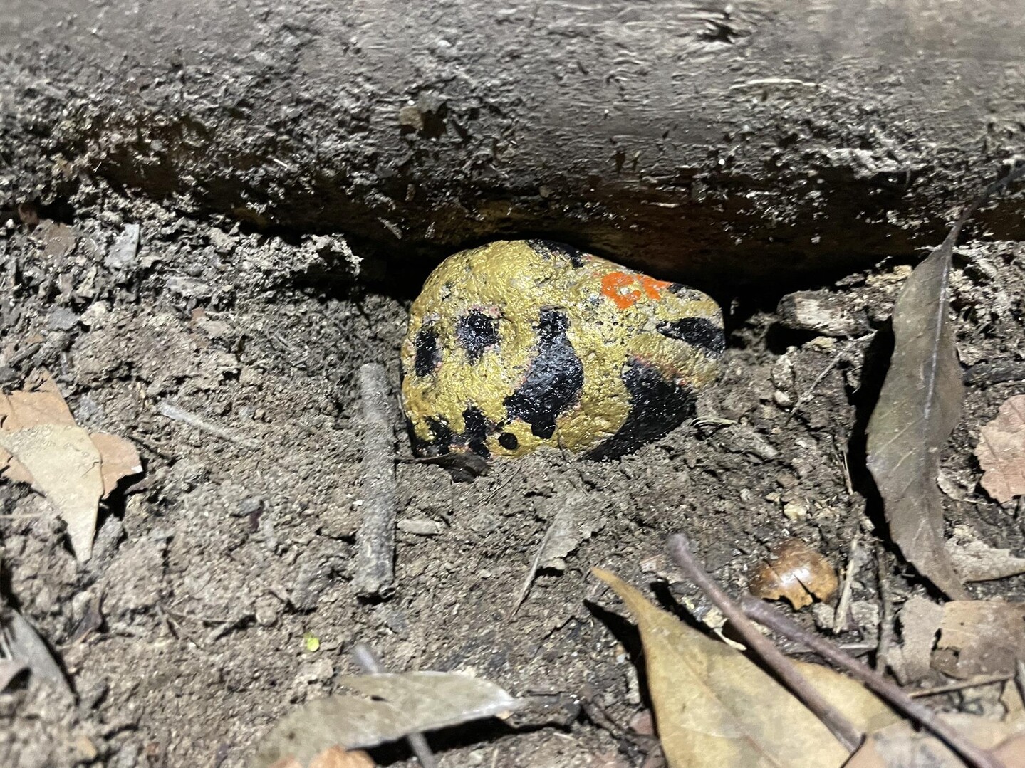 第29回六甲縦走キャノンボールラン（DNF） / DJさんの六甲山・長峰山・摩耶山の活動データ | YAMAP / ヤマップ