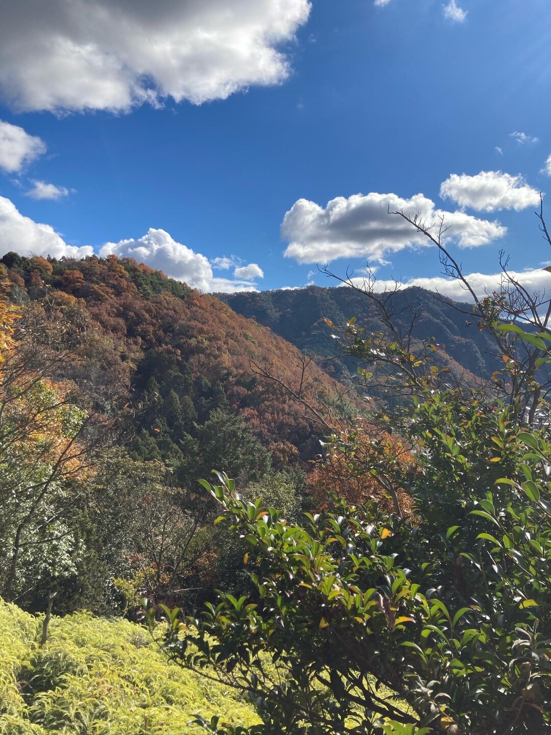 東山・桃山 / doalaさんの鳩吹山の活動データ | YAMAP / ヤマップ