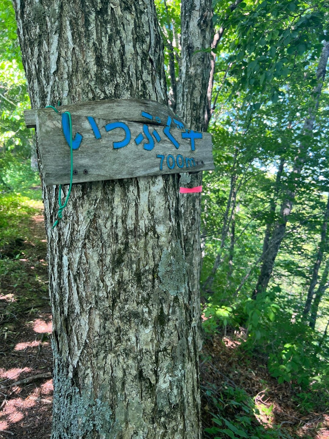 MOMOさんの投稿したフィールドメモ | YAMAP / ヤマップ