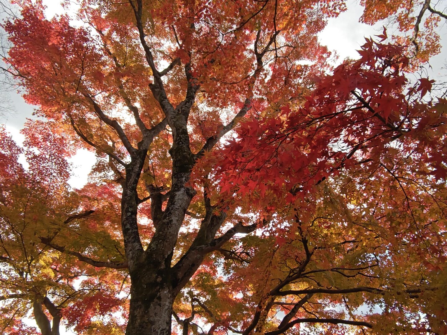 鈴鹿300座7座GET🎶 南土山・エボシ・城山・高塚・野尻 &鳥居野 &経谷 / やいちんエリザベスさんの高畑山・那須ヶ原山・油日岳の活動データ | YAMAP / ヤマップ