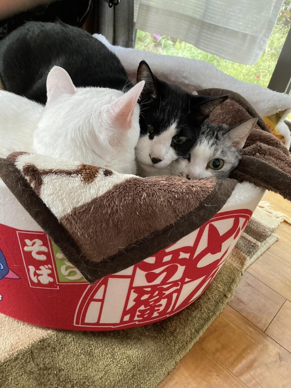 あきのページ | YAMAP / ヤマップ