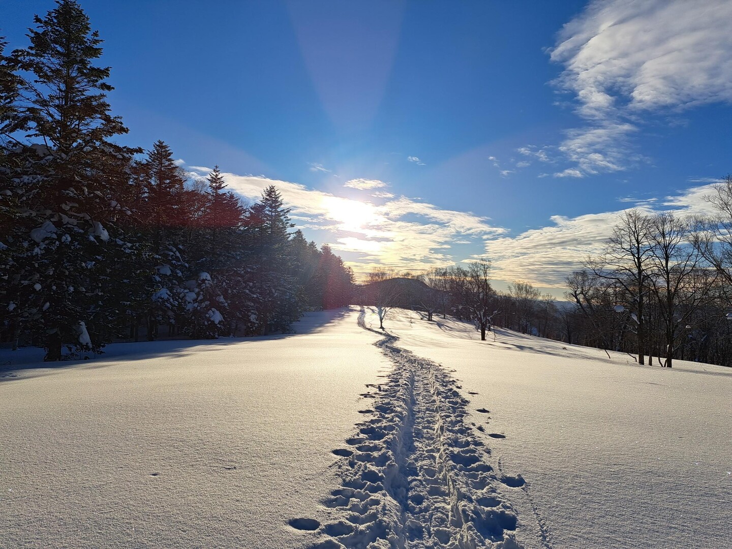 鳩ノ巣山 / nomさんの冷水山の活動日記 | YAMAP / ヤマップ