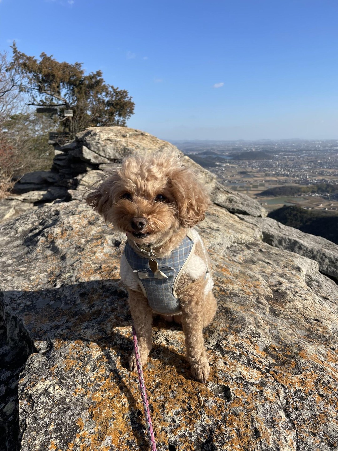 高御位山・長尾奥山 / まなちゃんさんの高御位山・播磨アルプスの活動データ | YAMAP / ヤマップ