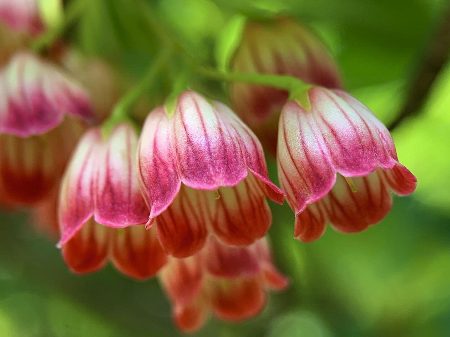 恐羅漢山・旧羅漢山-2023-06-03 / K-OPENさんの恐羅漢山の活動日記 | YAMAP / ヤマップ