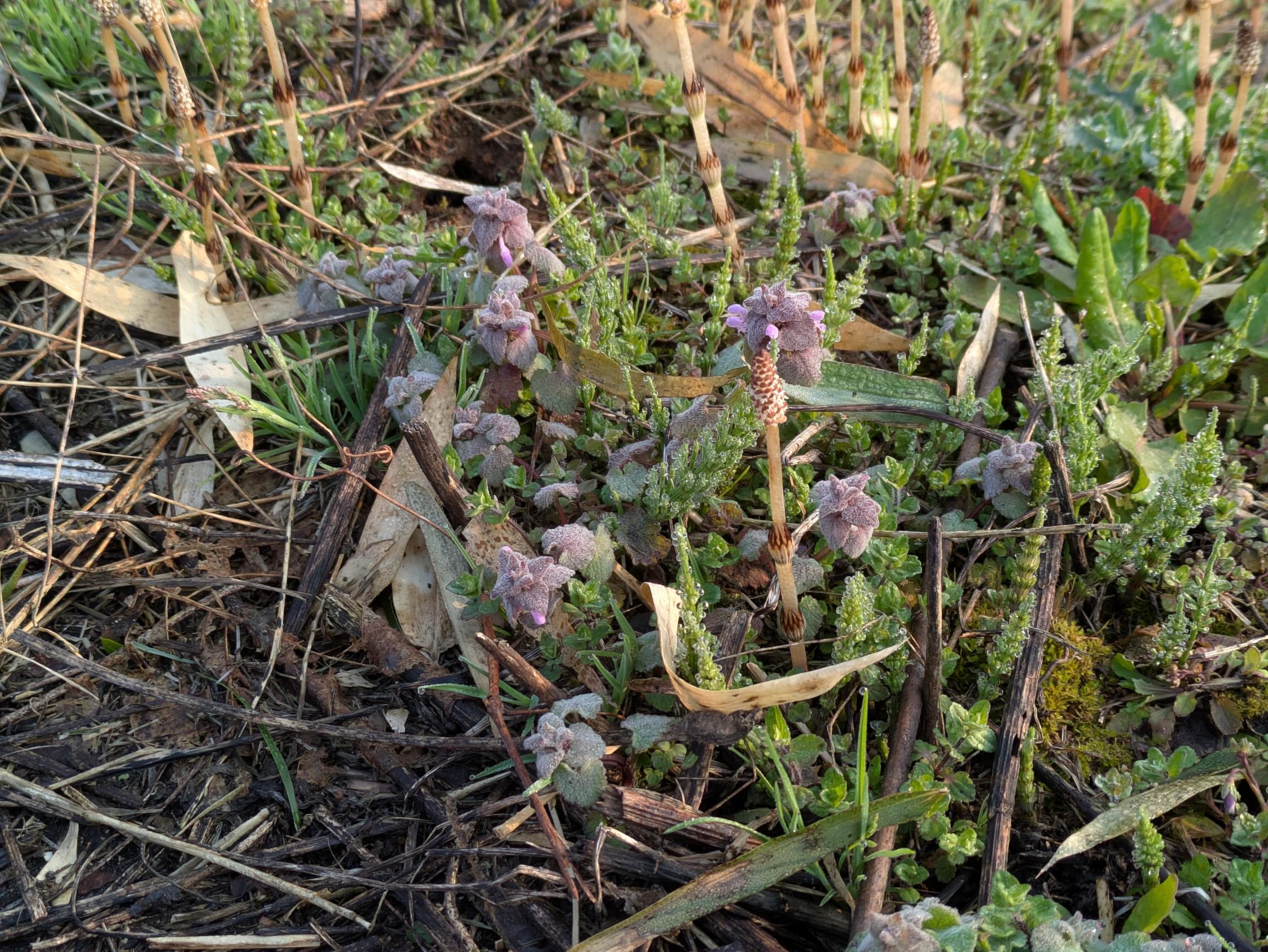 いつもの散歩道にもお花が咲き始めました ... / mitsuさんのモーメント | YAMAP / ヤマップ