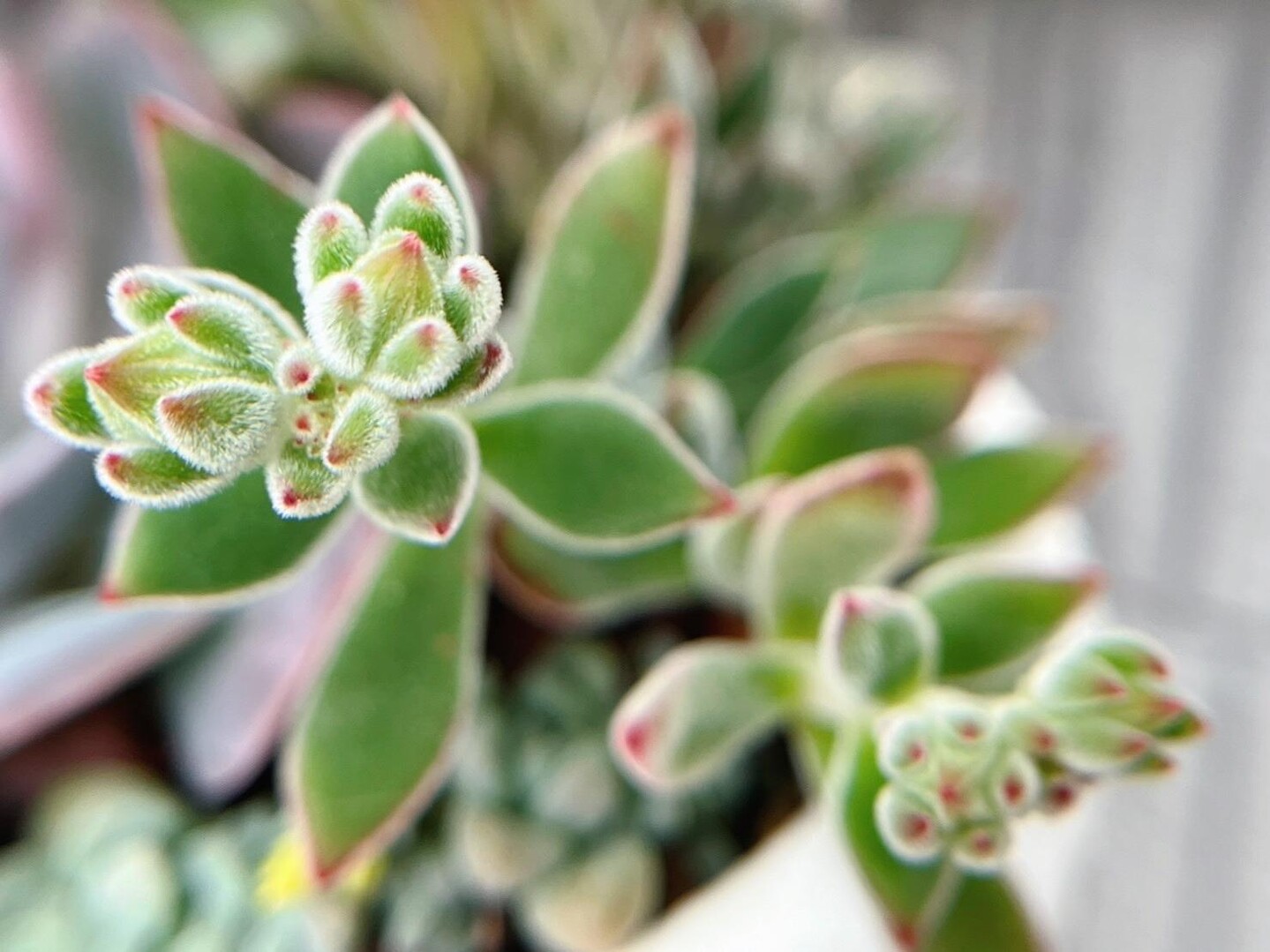 多肉の“ハムシー“に花が咲きそうですっ... / kazさんのモーメント | YAMAP / ヤマップ