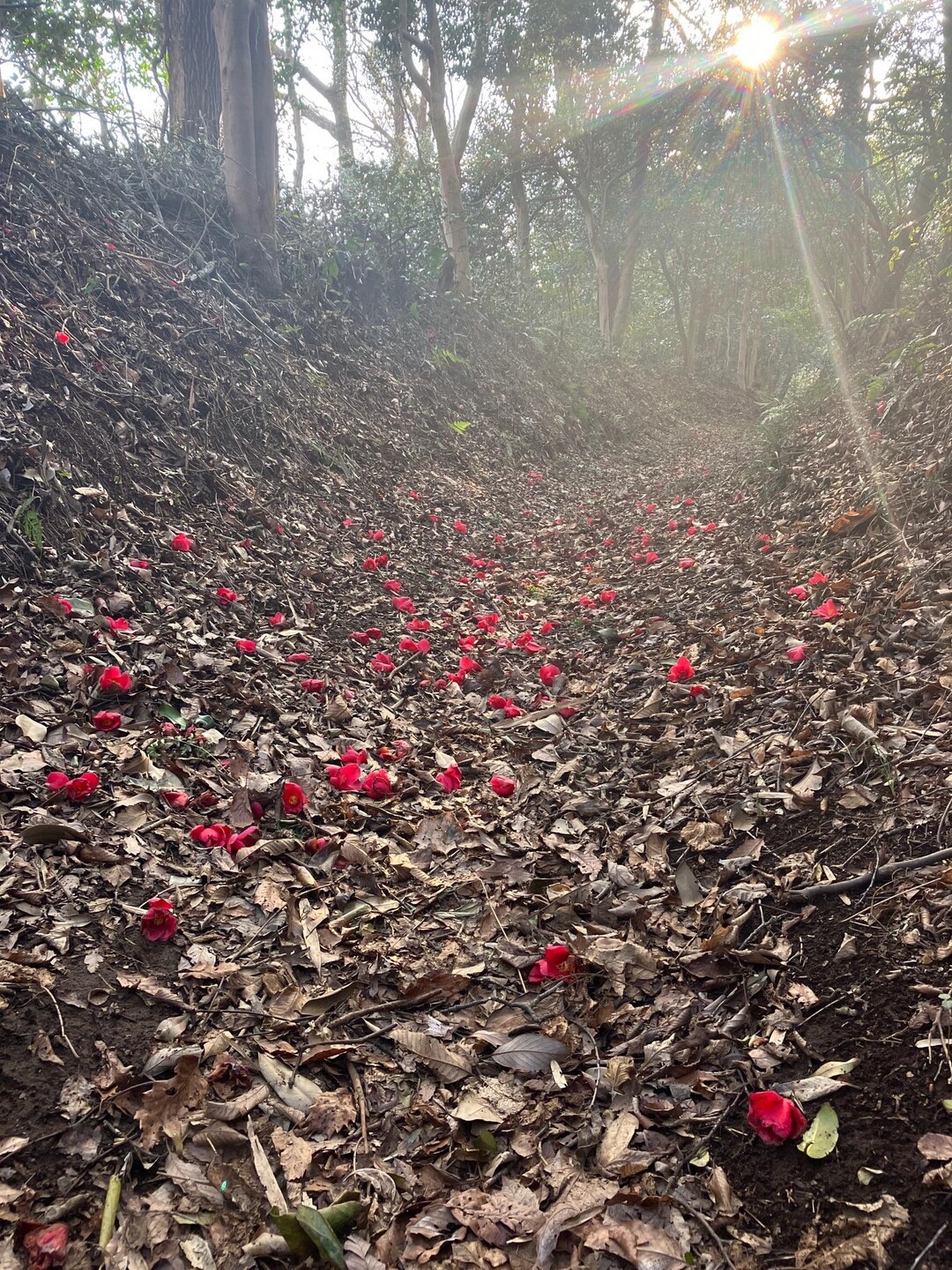 「山や自然の中に行こう」に誘われ。 カバー写真はヤマツツジ？🥾 / 🗻 AZUSA ⛄️ 漆 🥾さんのウォーキングの活動データ | YAMAP / ヤマップ