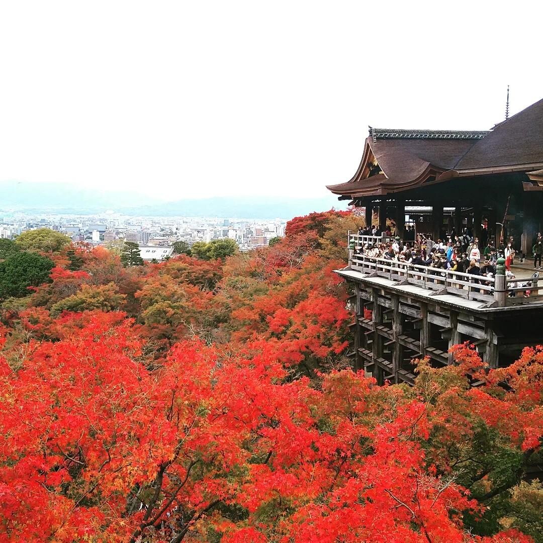 京都 2022-11-14 / K.oh-yamaさんのモーメント | YAMAP / ヤマップ