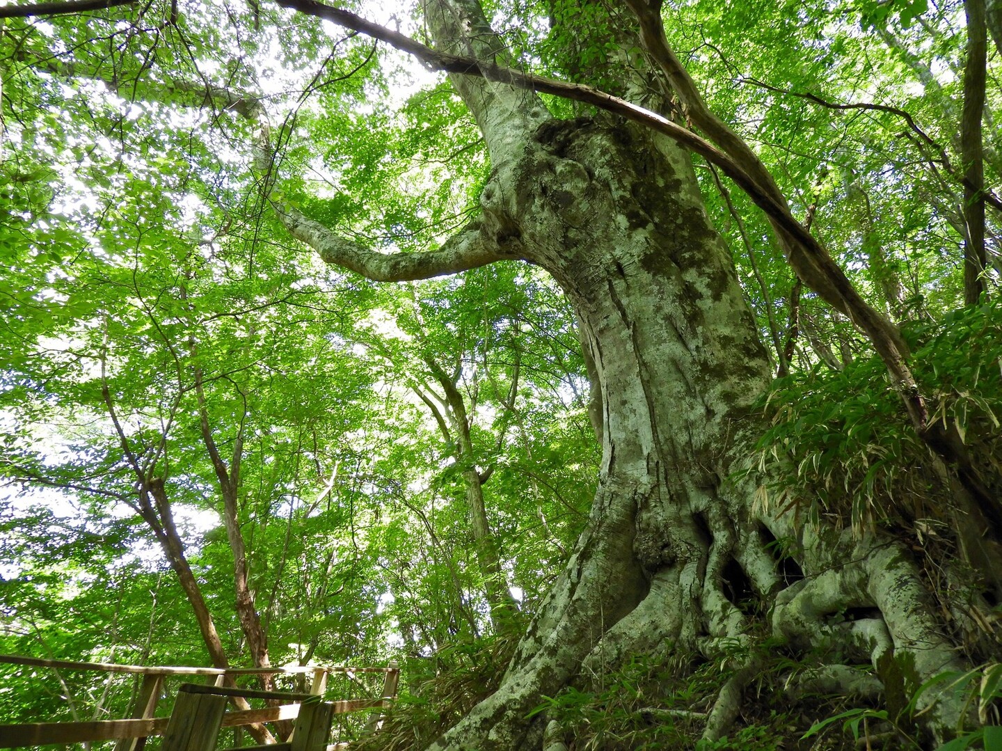 和泉葛城山 / hikaさんの槇尾山（槙尾山）・和泉葛城山・神於山の活動データ | YAMAP / ヤマップ