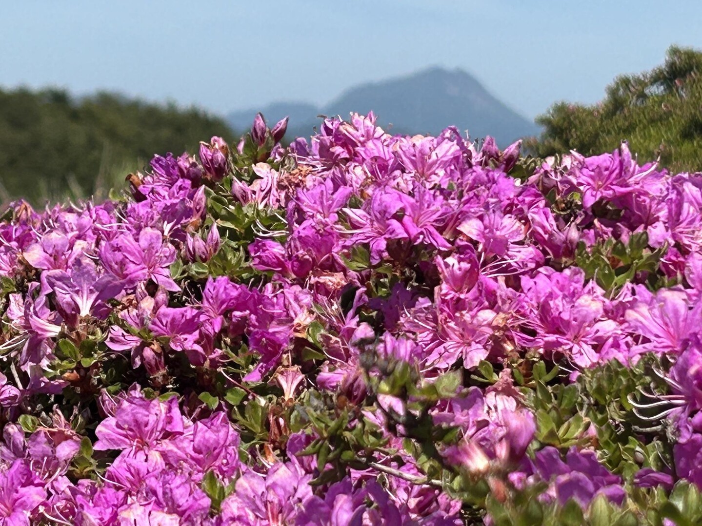 MK鑑賞JOG 西万年・万年山 / けるまさんの万年山・伐株山の活動データ | YAMAP / ヤマップ