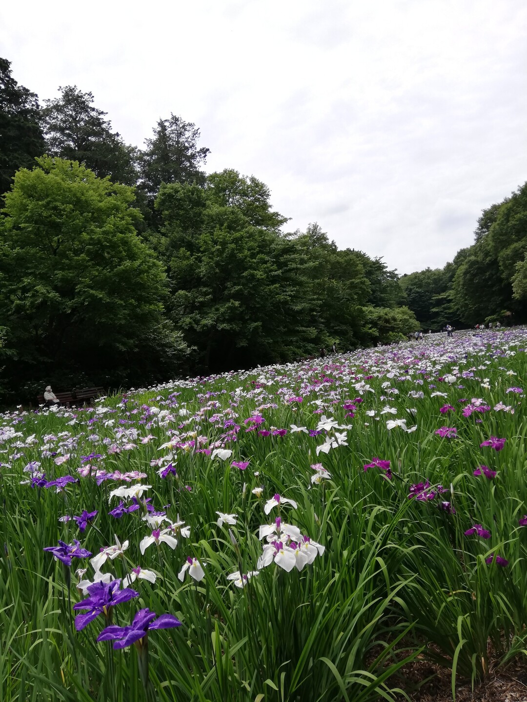 智光山公園をお散歩🍀 和の菖蒲・紫陽花... / shantiさんのモーメント | YAMAP / ヤマップ