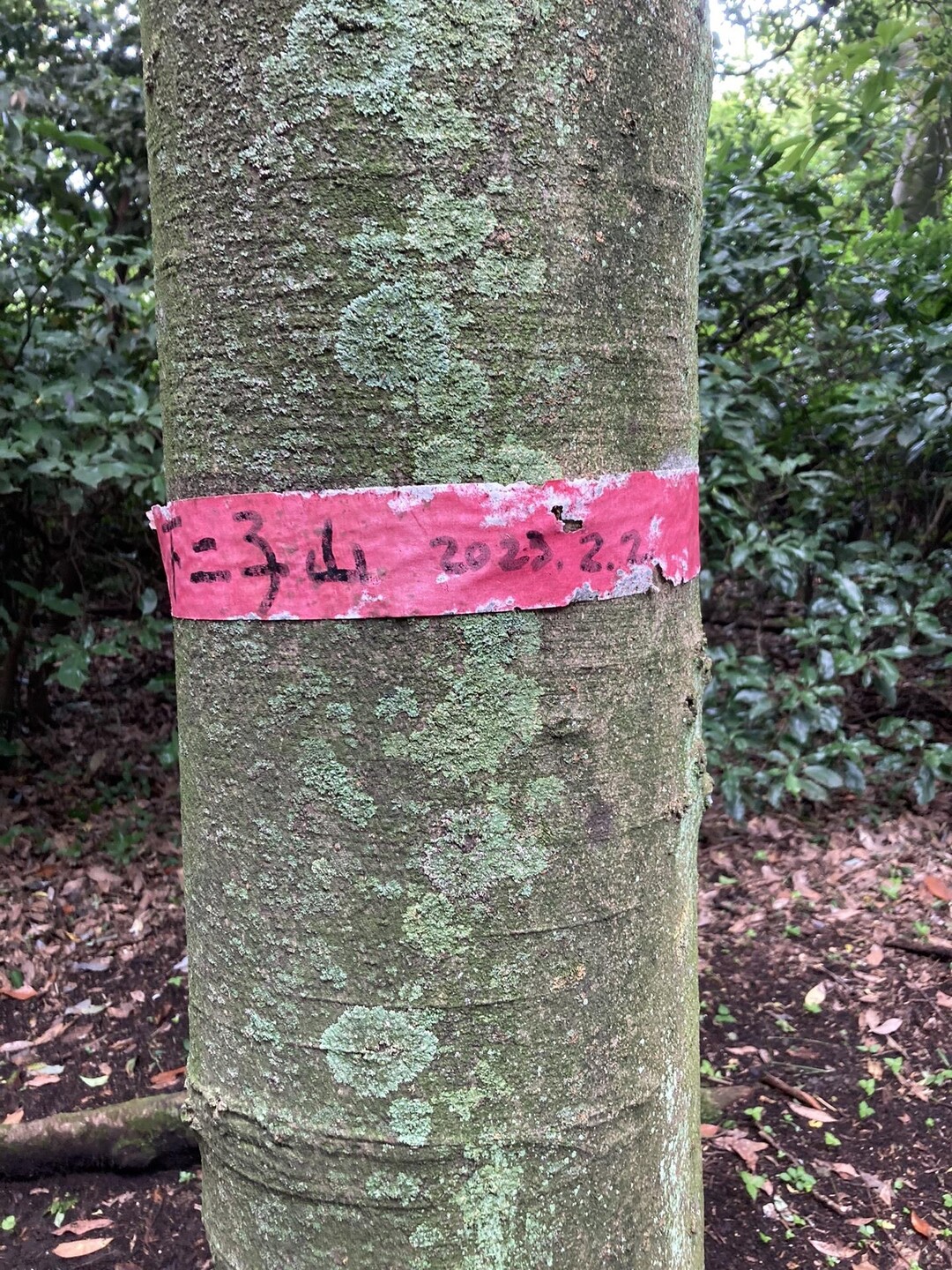 二子山（下の山）・二子山（上の山） / koroさんの三浦アルプス・二子山・仙元山の活動データ | YAMAP / ヤマップ