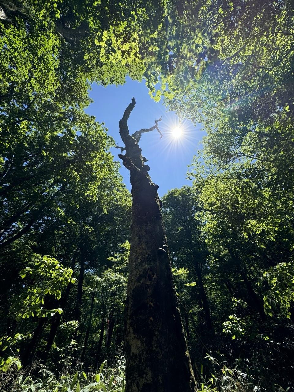 romiのページ | YAMAP / ヤマップ