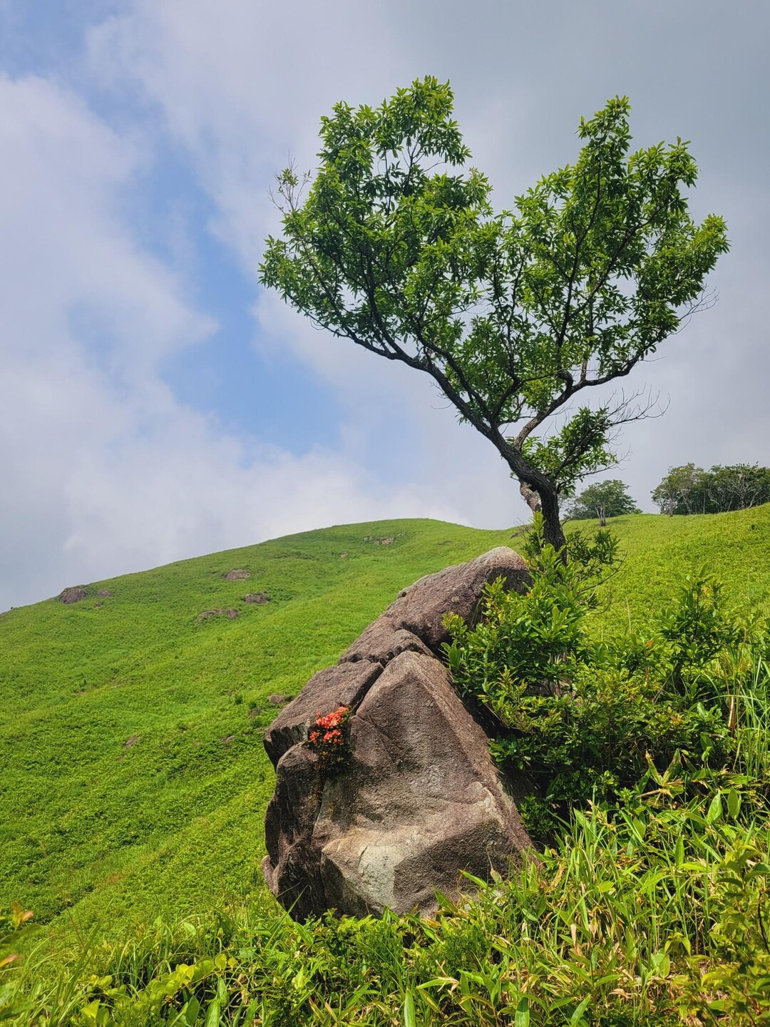 深入山 稜線とササユリ / shigeyoさんの深入山の活動データ | YAMAP / ヤマップ