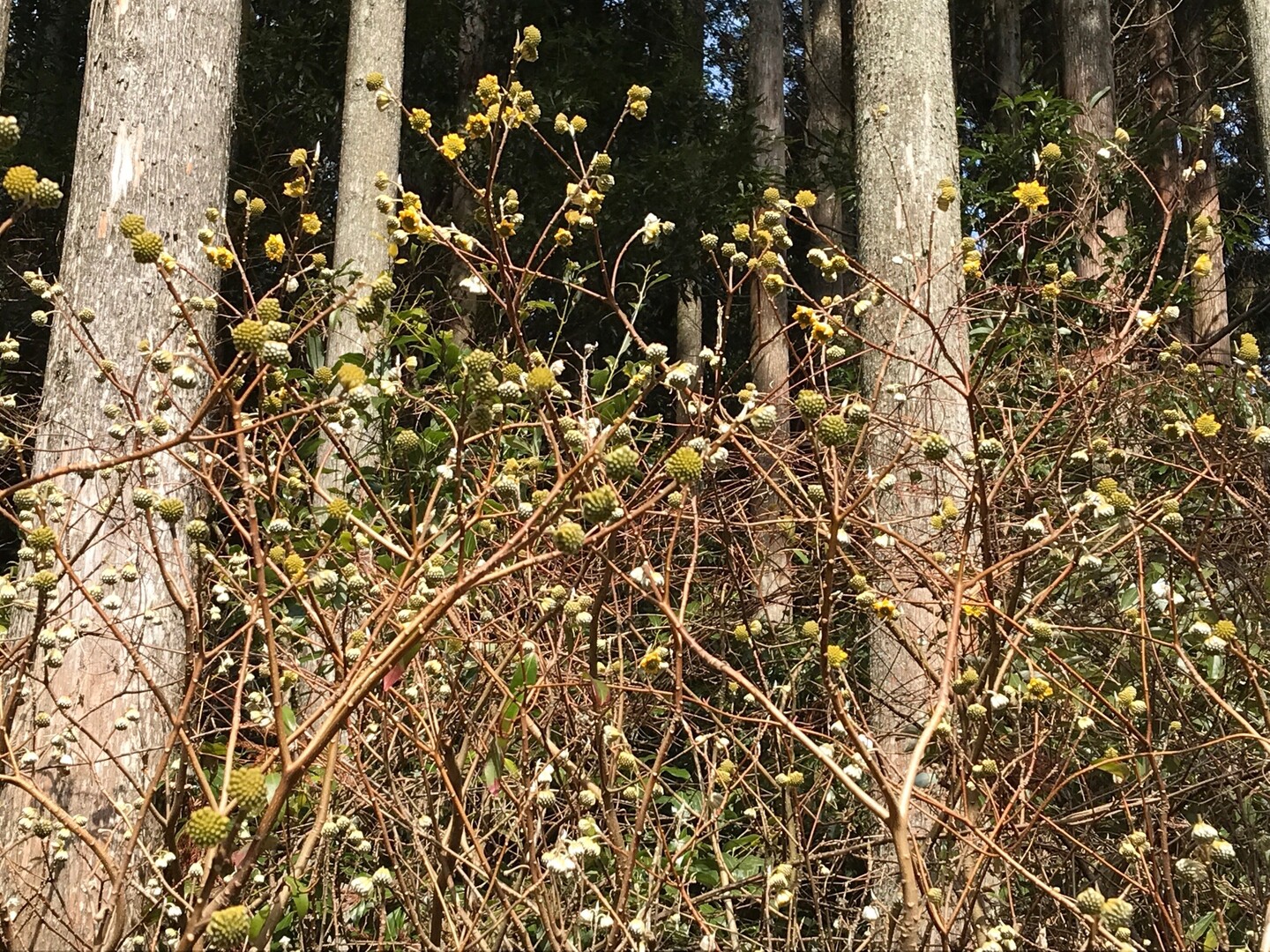 福智山 1.8のコル / kohさんの福智山・尺岳・雲取山の活動データ | YAMAP / ヤマップ