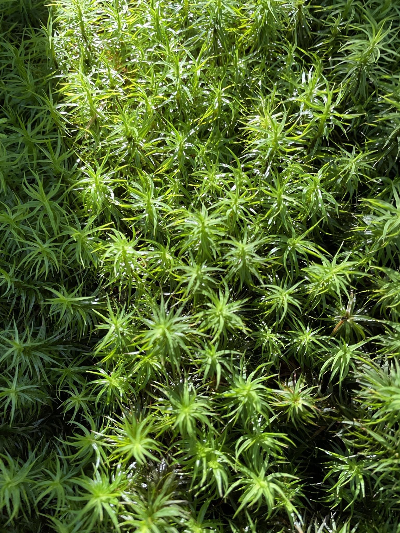 ニュウ・東天狗岳・西天狗岳・中山 / Sataさんの登山の活動データ | YAMAP / ヤマップ