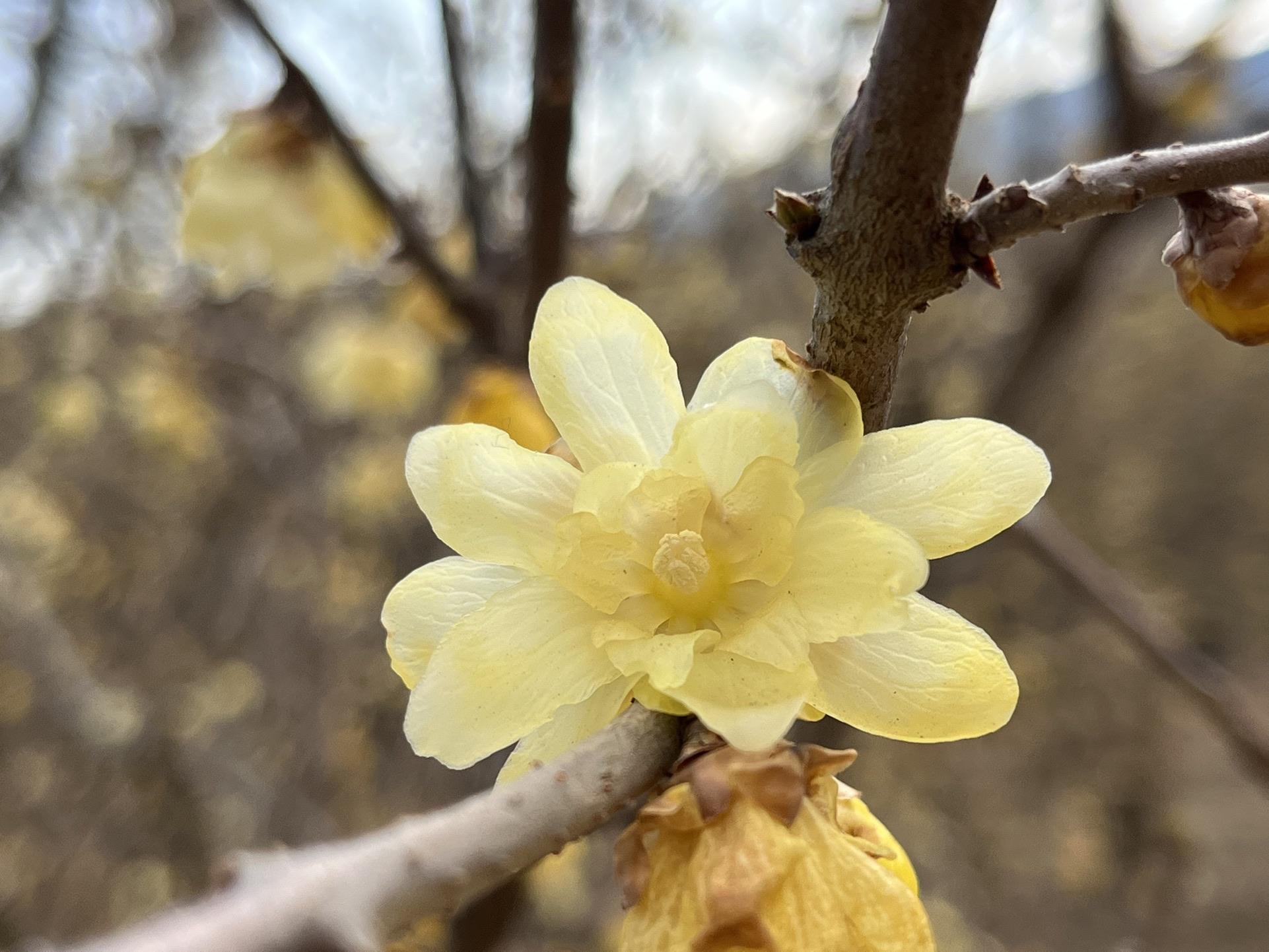 鍋割山と寄（やどりき）ロウバイ祭り🌼 / masakingさんの丹沢山の活動データ | YAMAP / ヤマップ